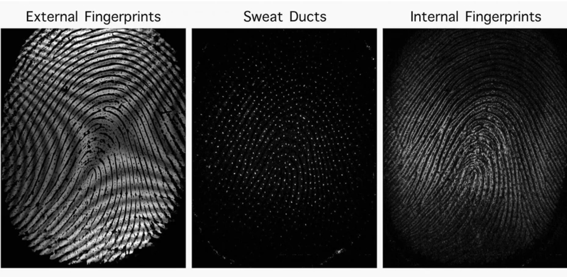 BitFlow-equipped fingerprint system goes beyond skin deep | Electronic ...