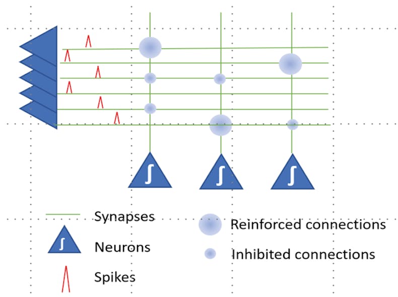How Man-Made Neural Networks Emulate Biology to Advance AI and ML ...