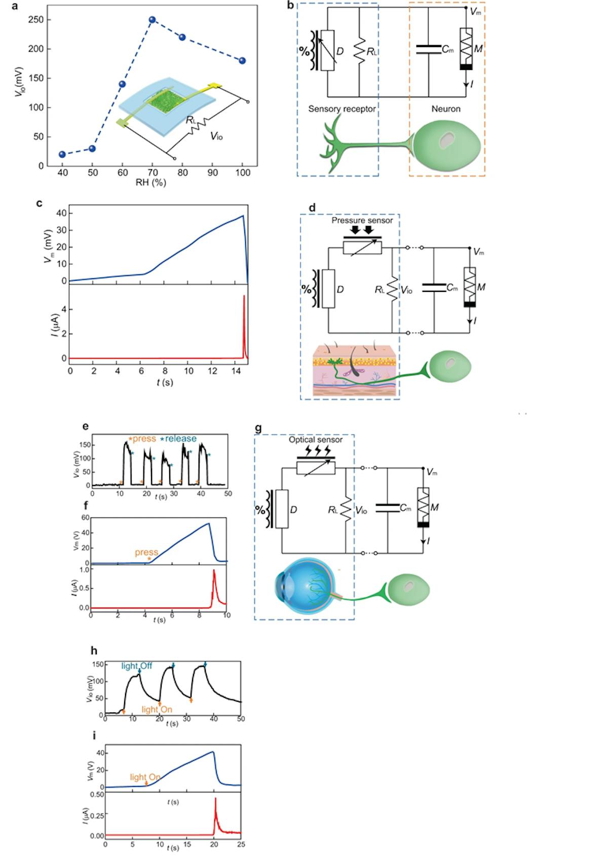 Biocompatible Protein Nanowires Create Neuromorphic Devices—and Harvest ...