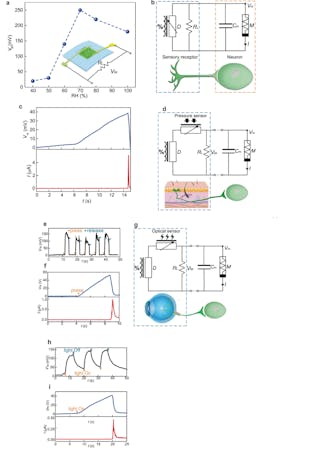 Biocompatible Protein Nanowires Create Neuromorphic Devices—and Harvest ...